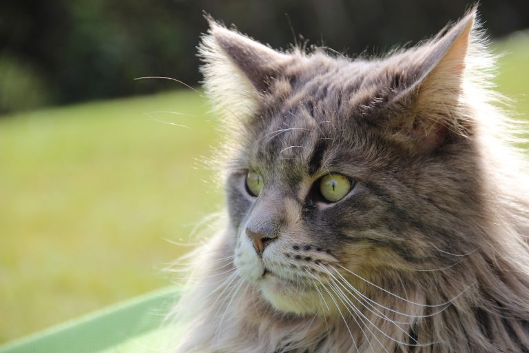 Maine Coons versus normale katten - De Nieuwe kat