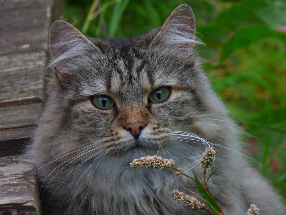 Kattenrassen - De Nieuwe kat