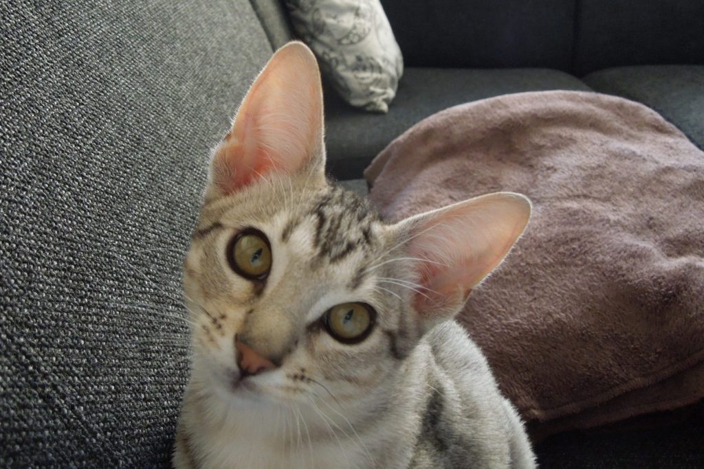 Alle Kattenrassen met foto en informatie - De Nieuwe kat