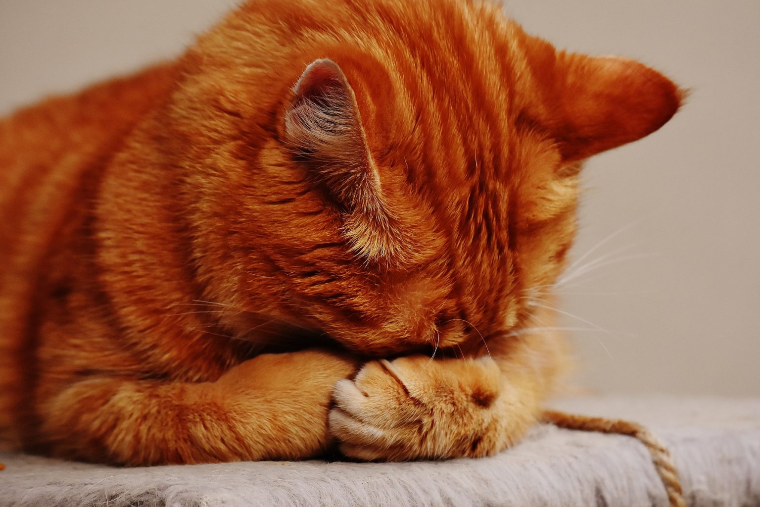 Maine Coon kattenras - Alles over kattenrassen - De Nieuwe kat