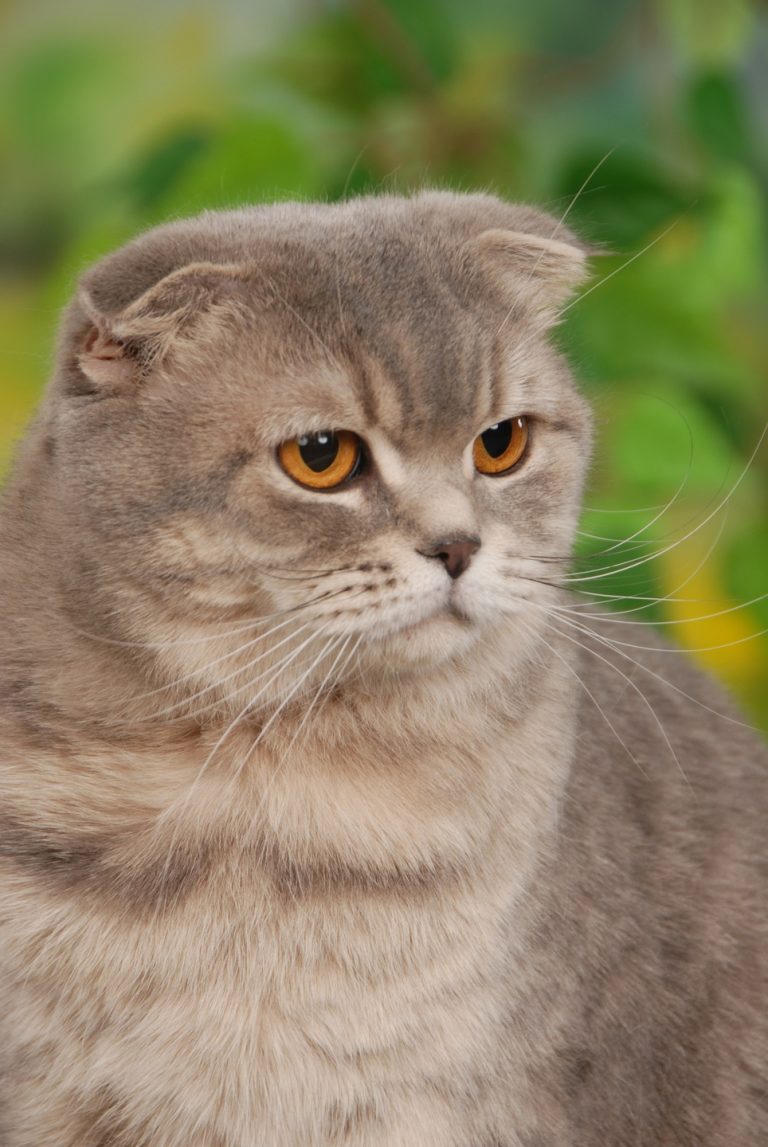 De 10 meest bekende kattenrassen - De Nieuwe kat