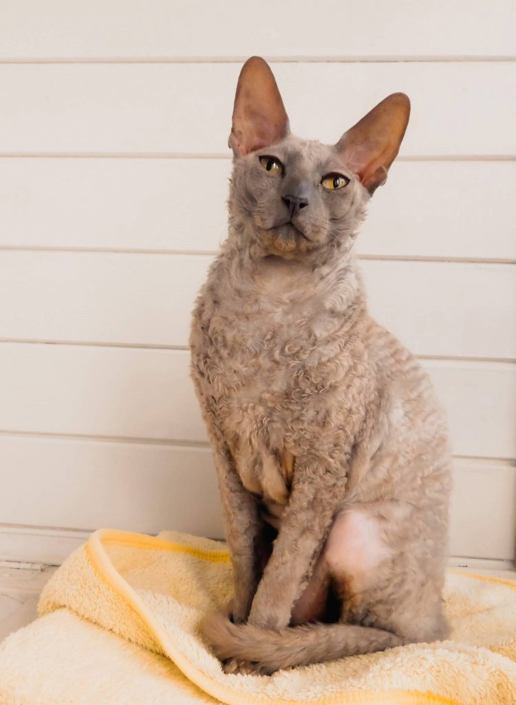Cornish Rex - Alles over kattenrassen - De Nieuwe kat