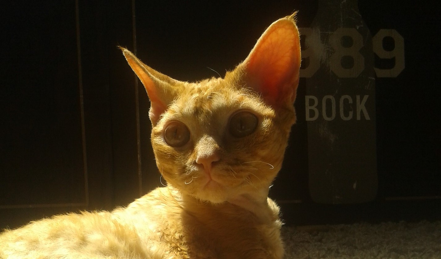 German Rex - Alles over kattenrassen - De Nieuwe kat