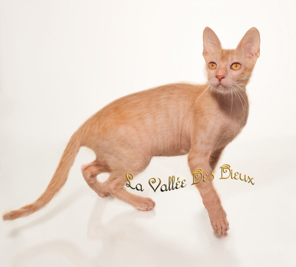 Lykoi - Alles over kattenrassen - De Nieuwe kat