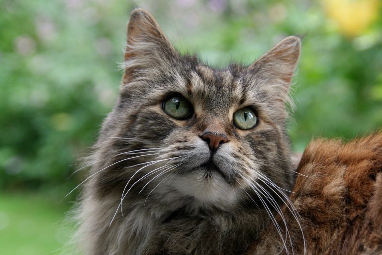 Maine Coons versus normale katten - De Nieuwe kat