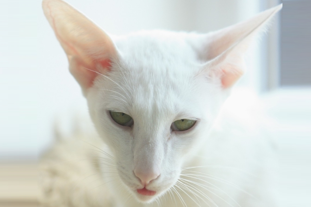 Foreign White - Alles over kattenrassen - De Nieuwe kat