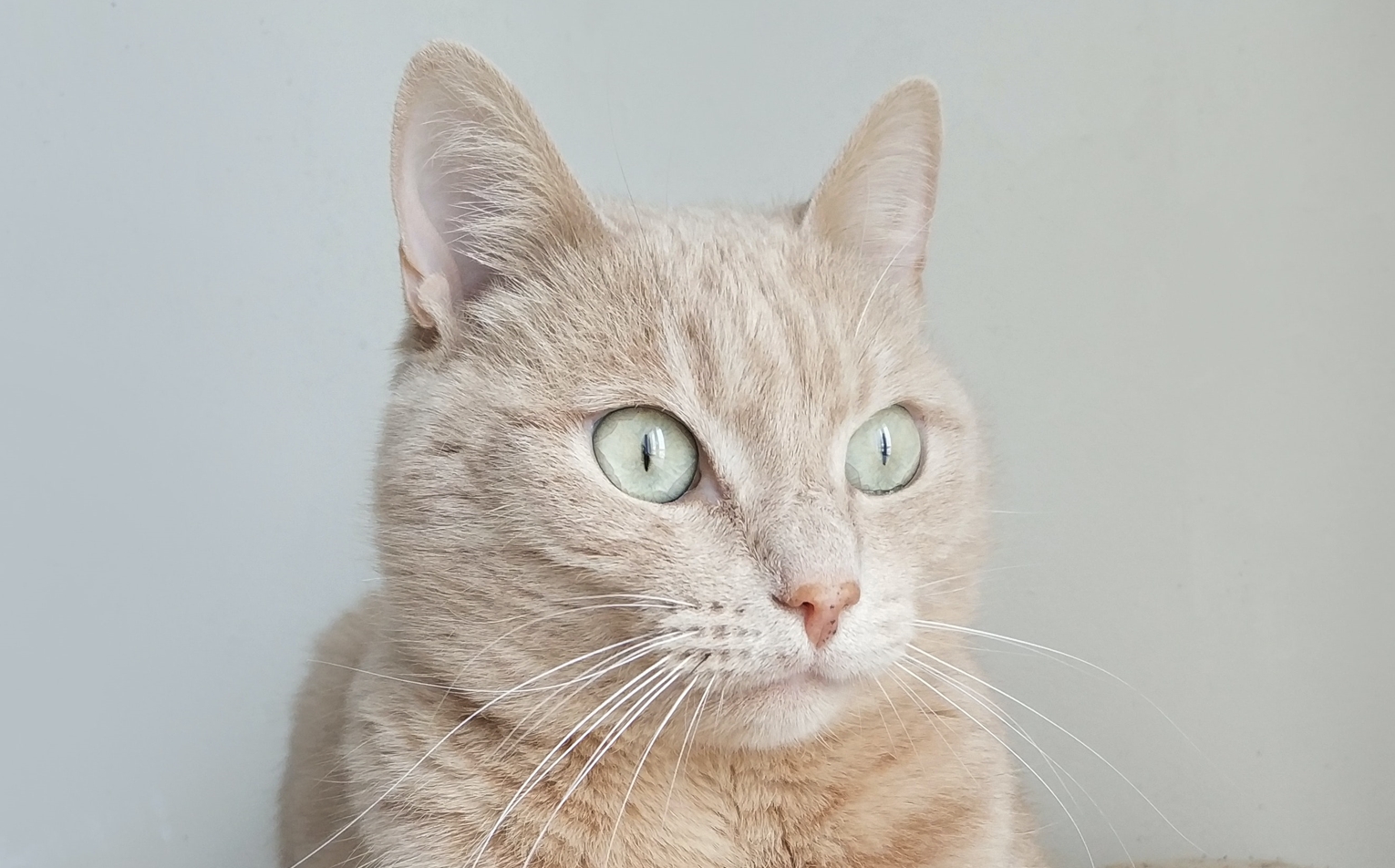 Australian Mist - De Nieuwe kat