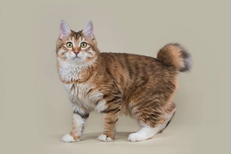 Maine Coon kattenras - Alles over kattenrassen - De Nieuwe kat