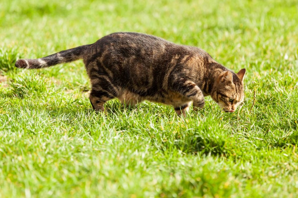 Sokoke - Alles over kattenrassen - De Nieuwe kat