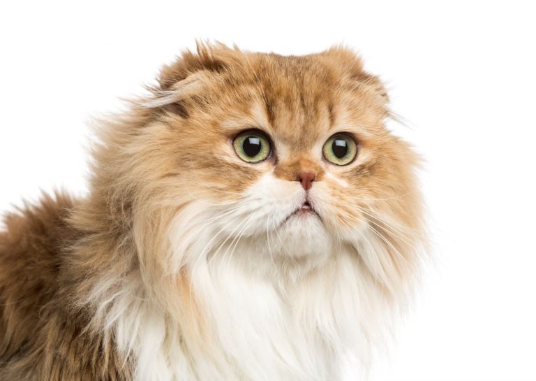 De leefomgeving van een kat - Alles over katten - De Nieuwe kat