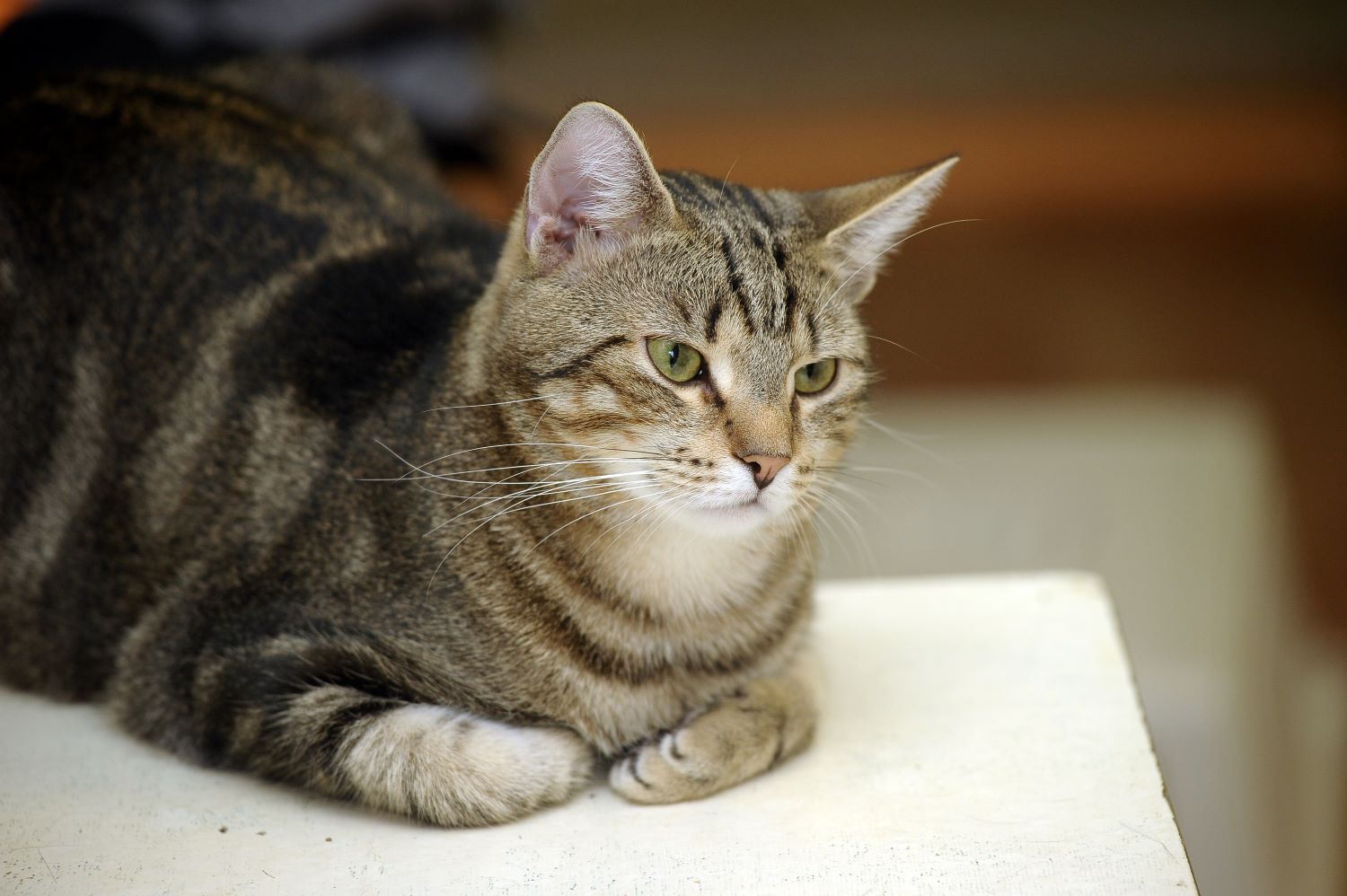Europese korthaar - De Nieuwe kat Europese korthaar - De Nieuwe kat